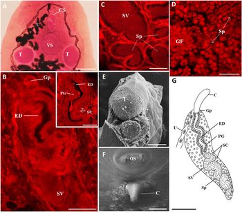 Eurytrema coelomaticum: updated morphology of adult worms using ...