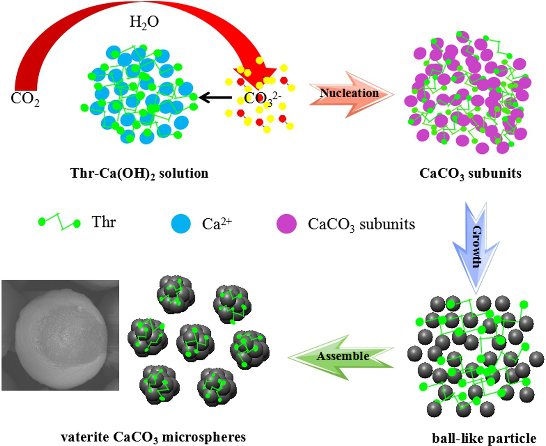 Biomimetic synthesis of vaterite CaCO3 microspheres under threonine for ...