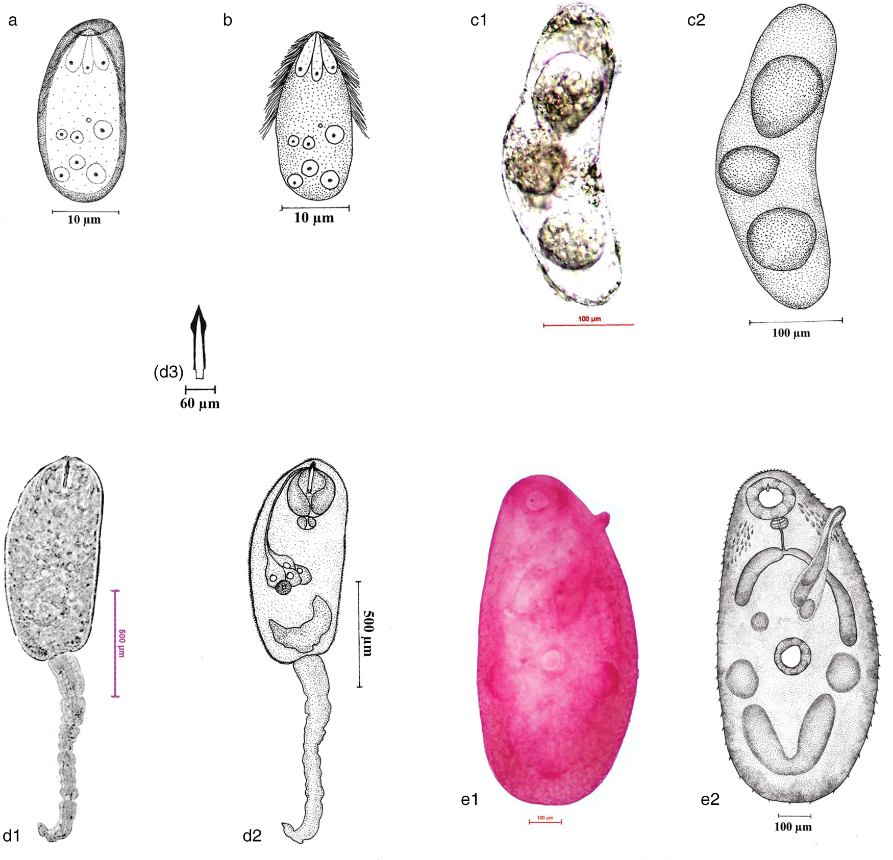 Studies on the life cycle of Pleurogenoides wayanadensis Shinad ...