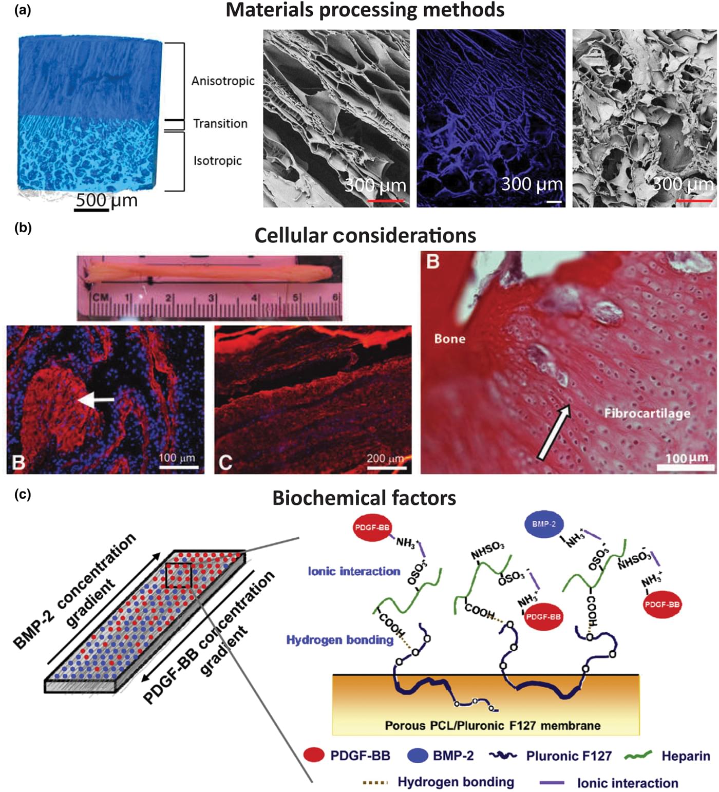 Next generation tissue engineering of orthopedic soft tissue-to-bone ...