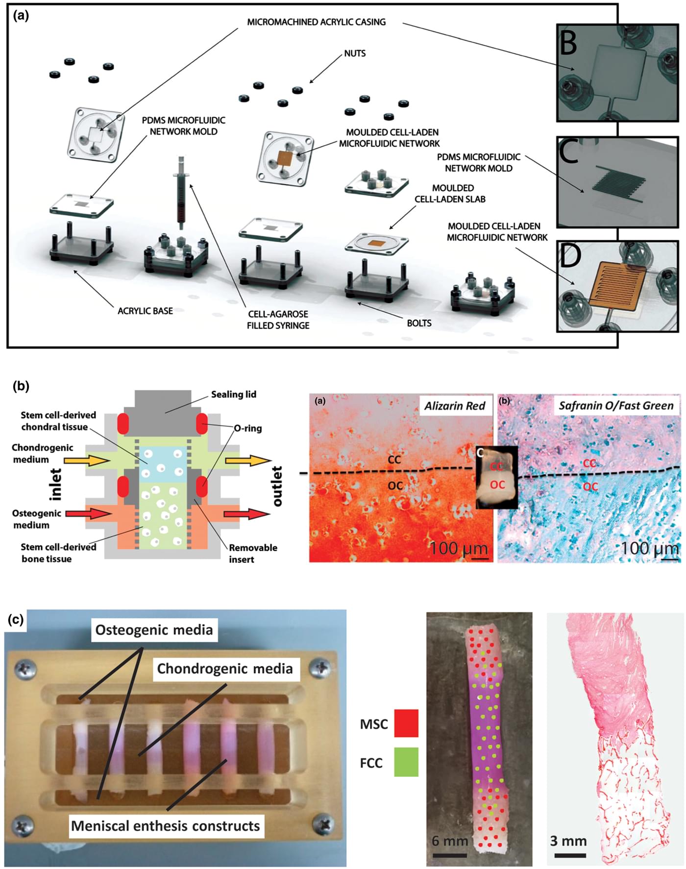 Next generation tissue engineering of orthopedic soft tissue-to-bone ...