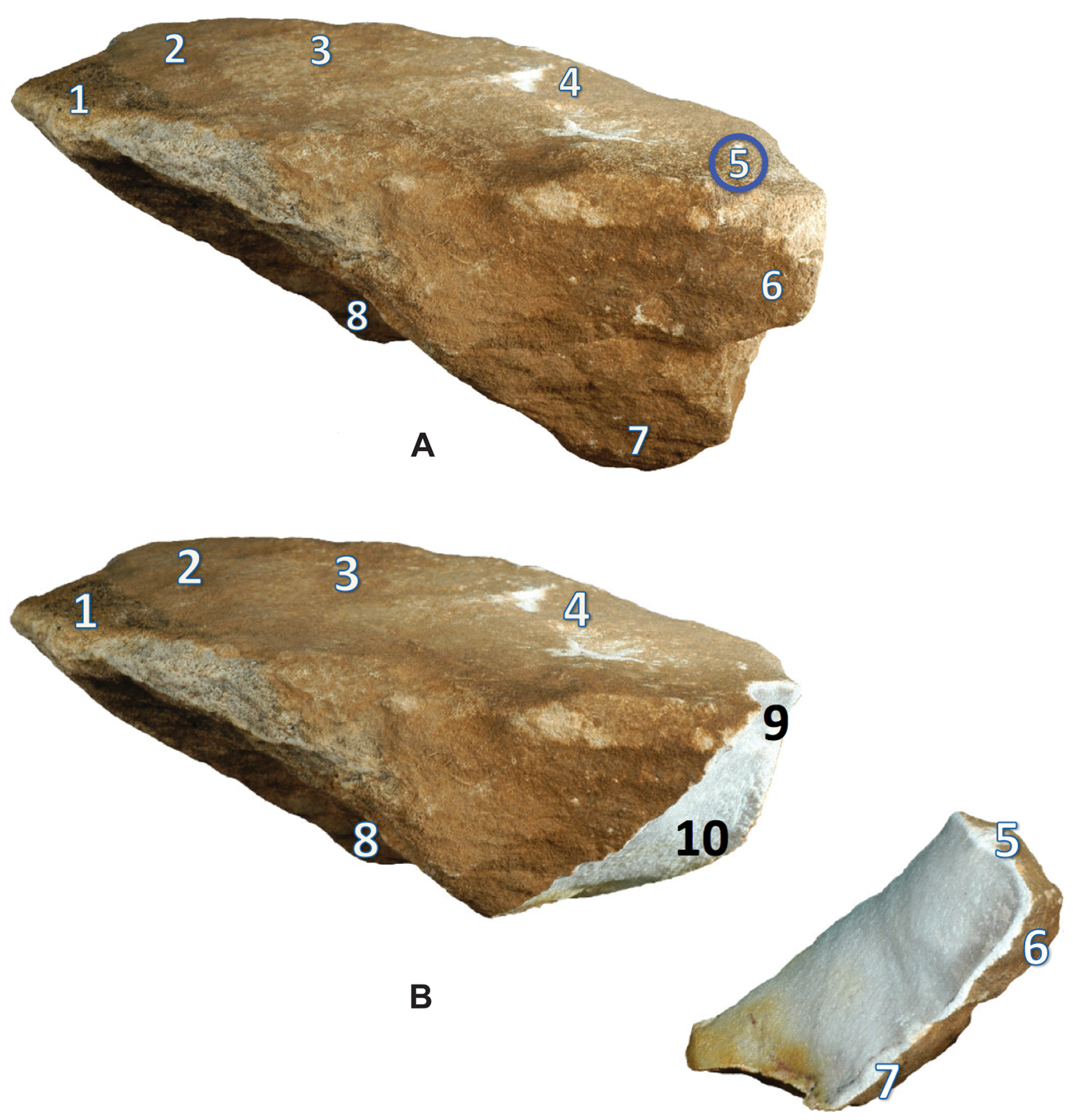 Hominin Stone Flaking and the Emergence of ‘Top-down’ Design in Human ...