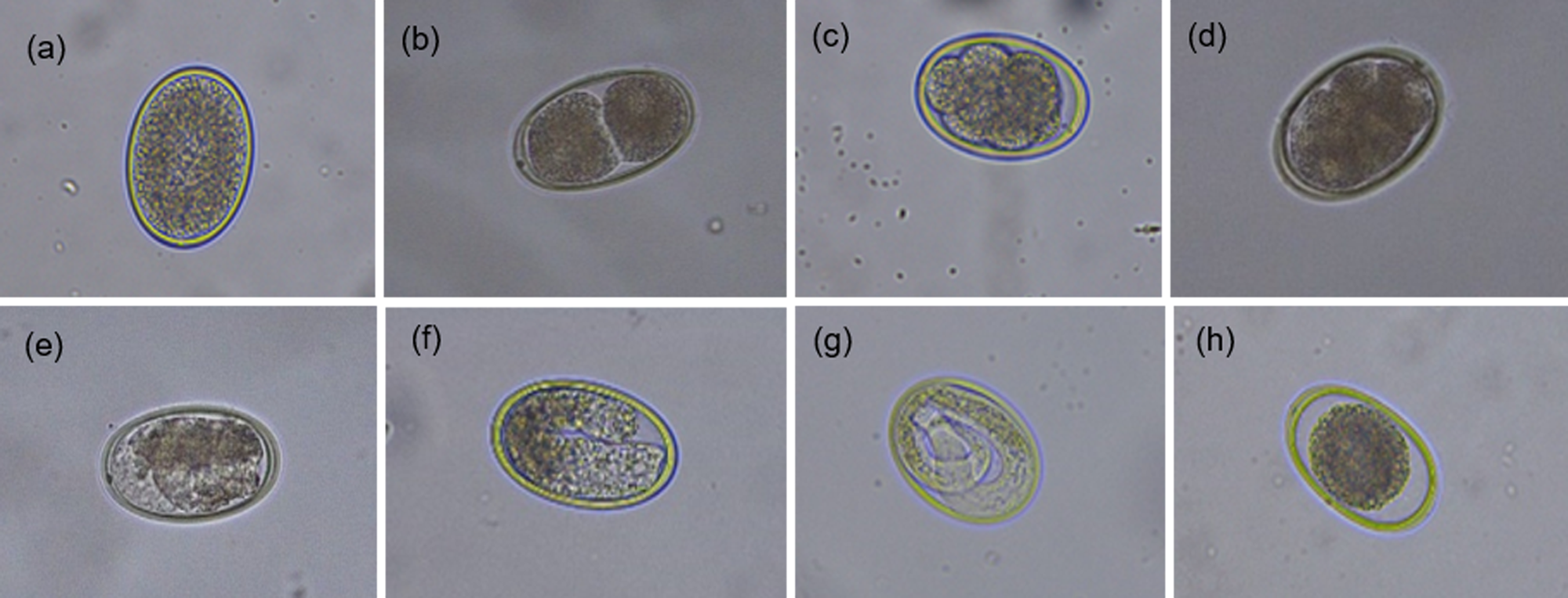 Viability and development of Ascaridia galli eggs recovered in ...