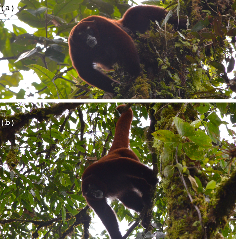 First record of the Peruvian yellow-tailed woolly monkey Lagothrix ...