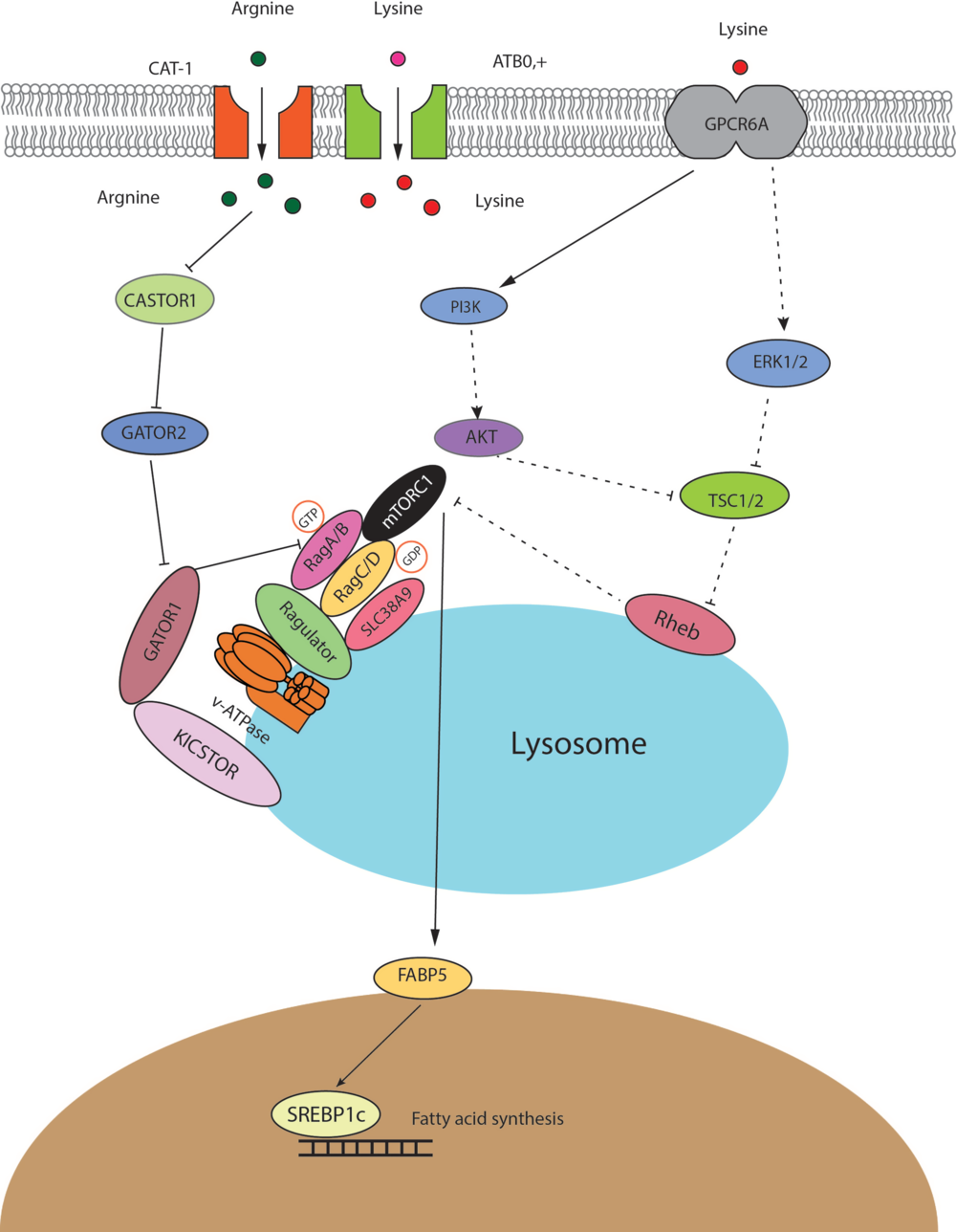 Amino acid transportation, sensing and signal transduction in the ...
