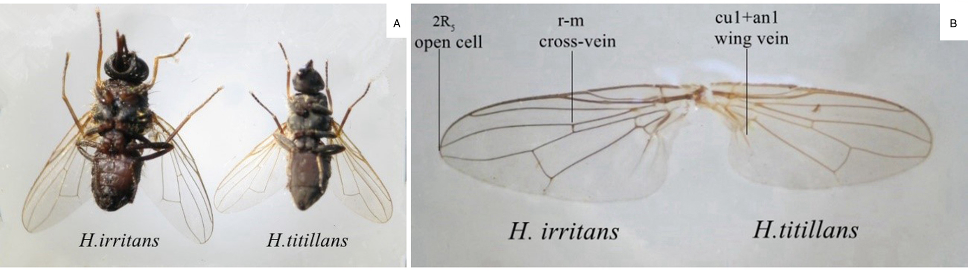 Haematobium irritans and Haematobium titillans as potential vectors of ...