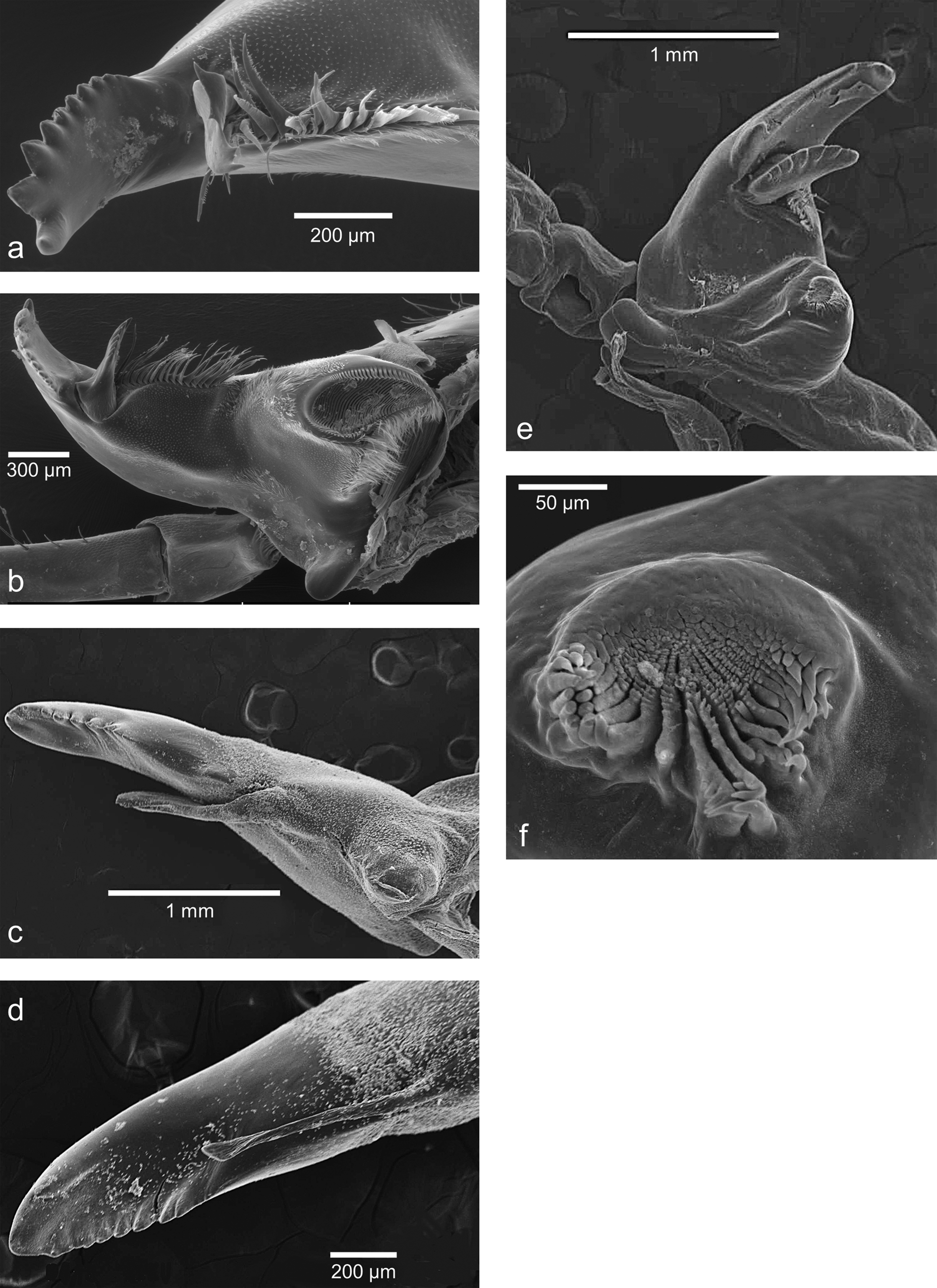 Can mandible morphology help predict feeding habits in Antarctic ...
