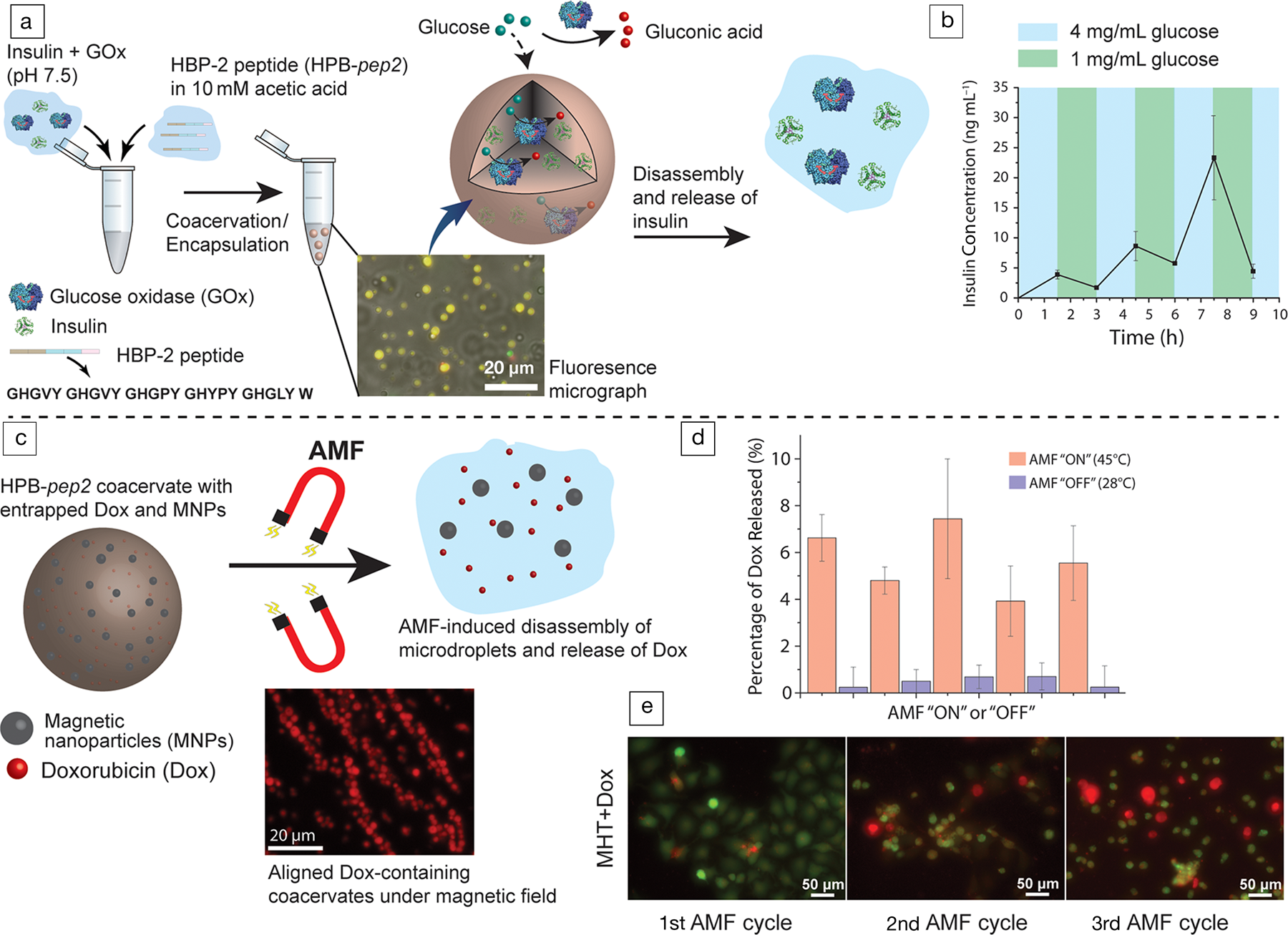 Liquid–liquid phase separation of proteins and peptides derived from ...
