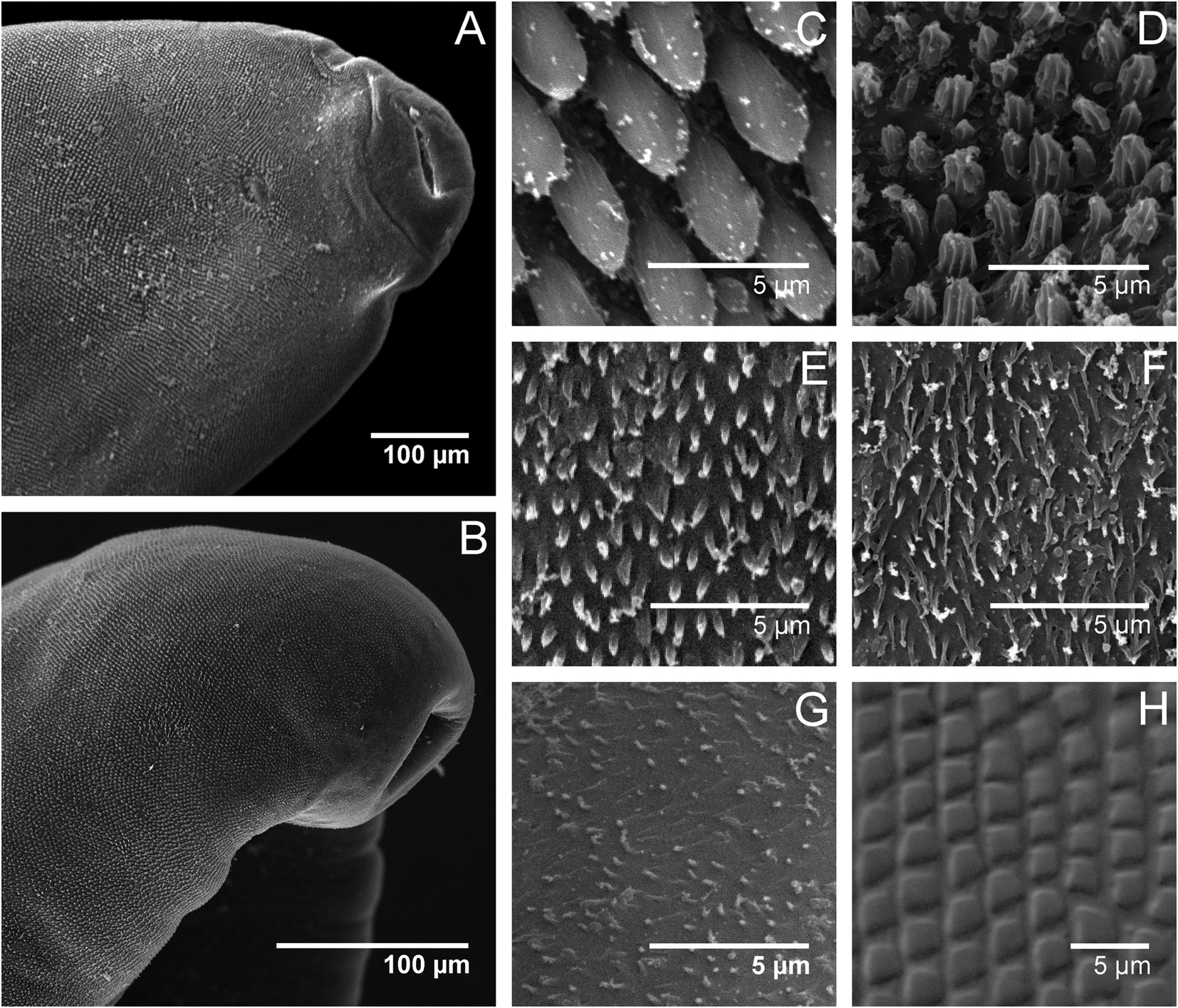 It is marine: distinguishing a new species of Catatropis (Digenea ...