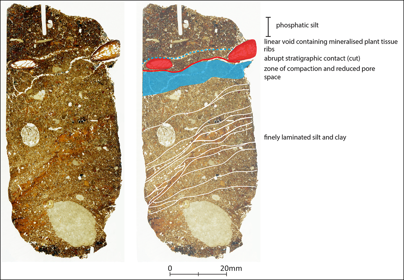 New Neanderthal remains associated with the ‘flower burial’ at Shanidar ...