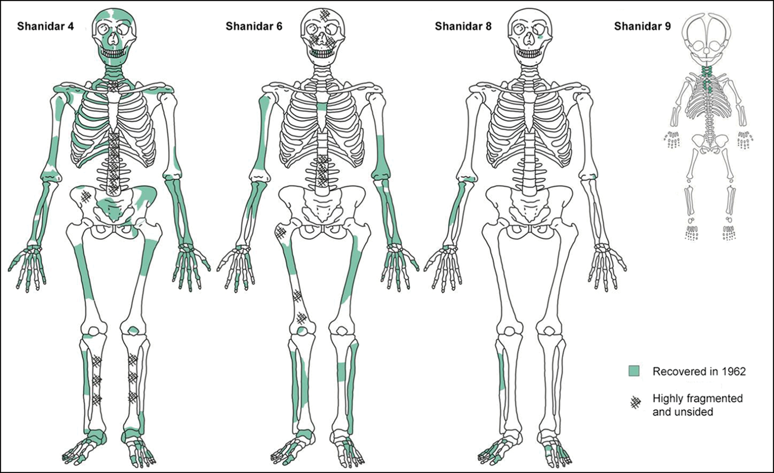 New Neanderthal remains associated with the ‘flower burial’ at Shanidar ...