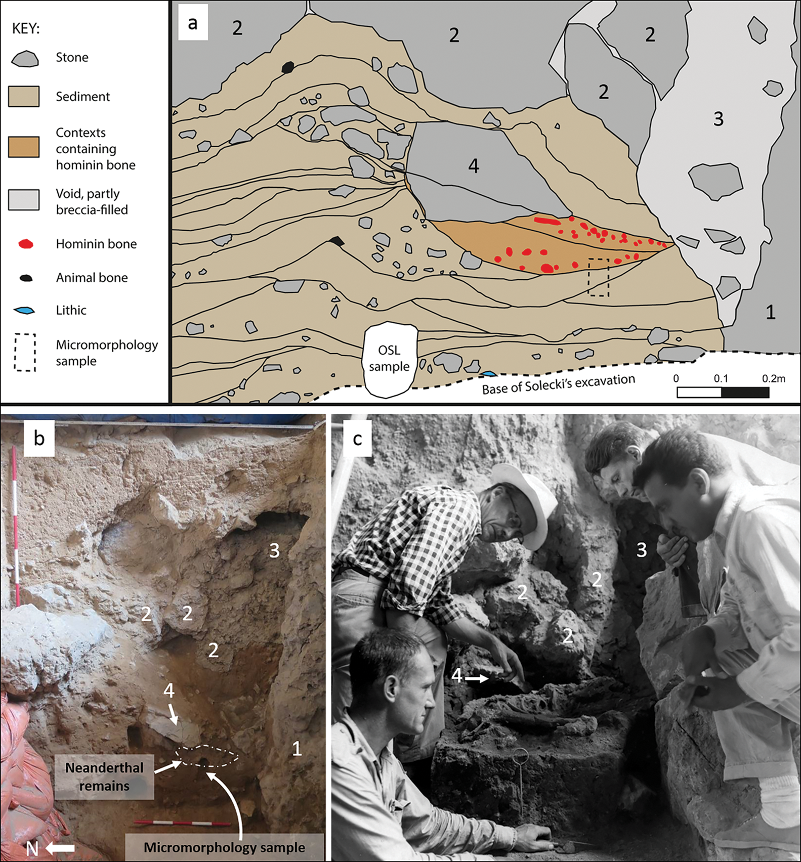 New Neanderthal remains associated with the ‘flower burial’ at Shanidar ...