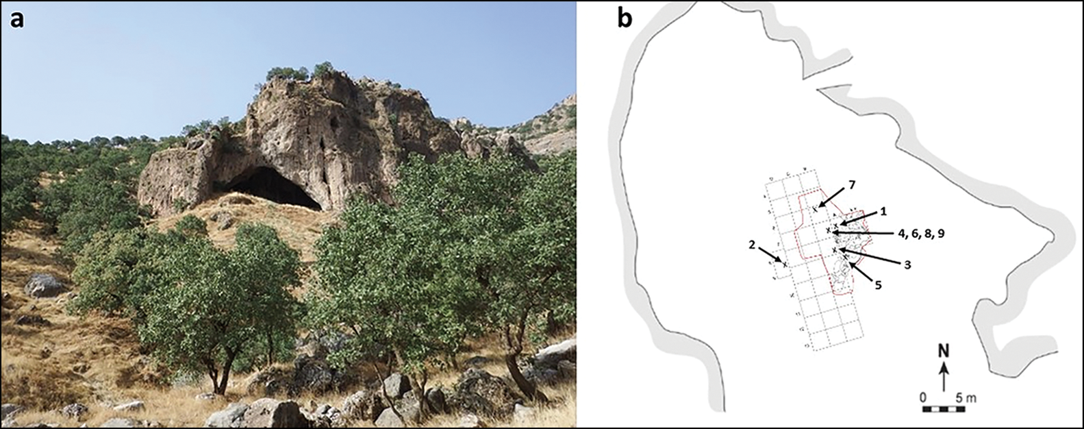New Neanderthal remains associated with the ‘flower burial’ at Shanidar ...