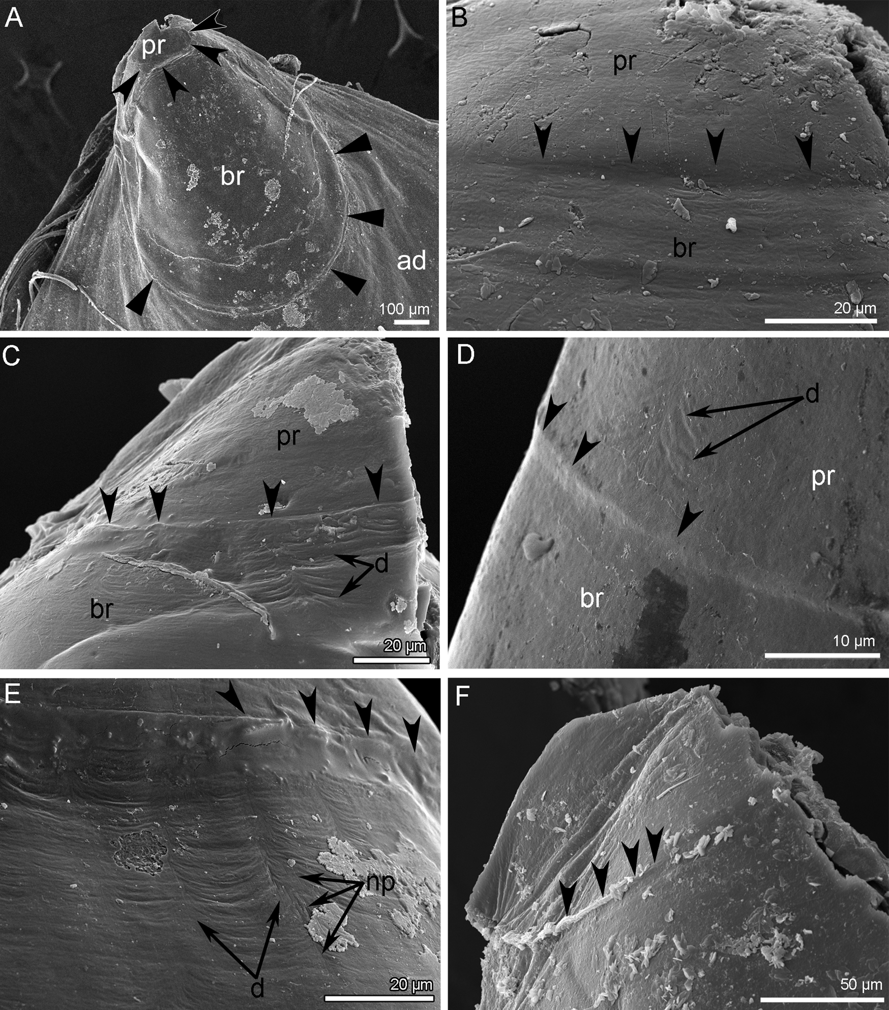 Analysis of the juvenile shell of Lingula anatina (Brachiopoda ...