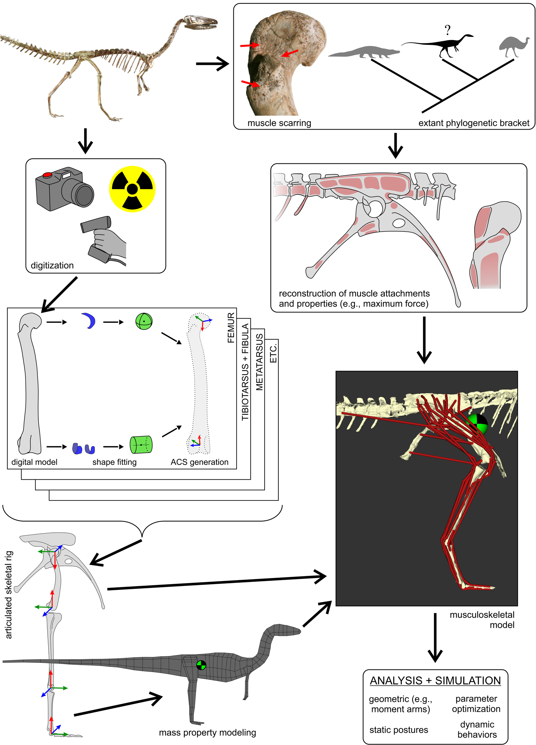 How to build a dinosaur: Musculoskeletal modeling and simulation of ...