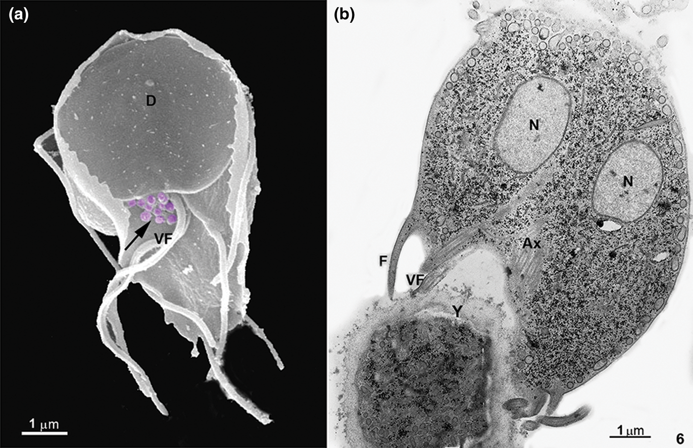 Giardia intestinalis can interact, change its shape and internalize ...