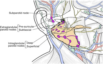Surgical anatomy of the lymphatic drainage of the salivary glands: a ...
