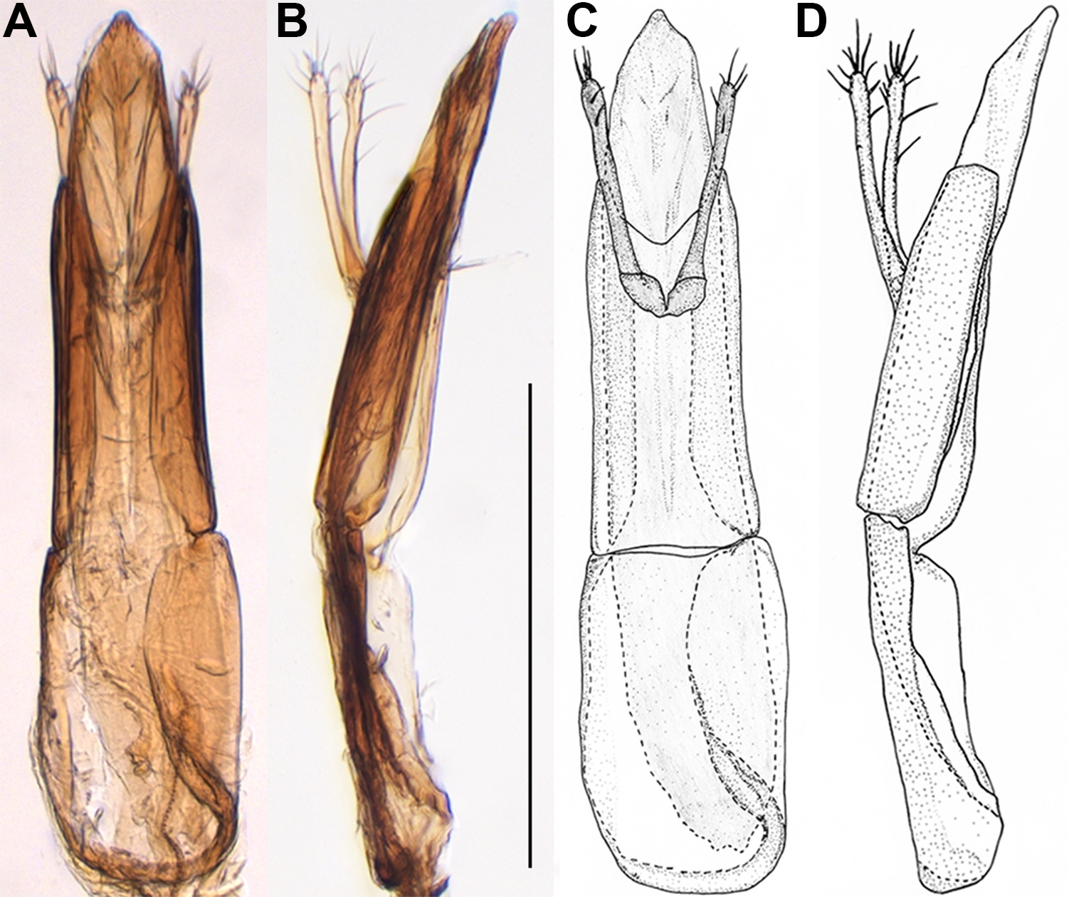 Contribution to the knowledge of the endemic Australian genus Binburrum ...