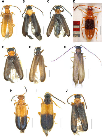 Contribution to the knowledge of the endemic Australian genus Binburrum ...