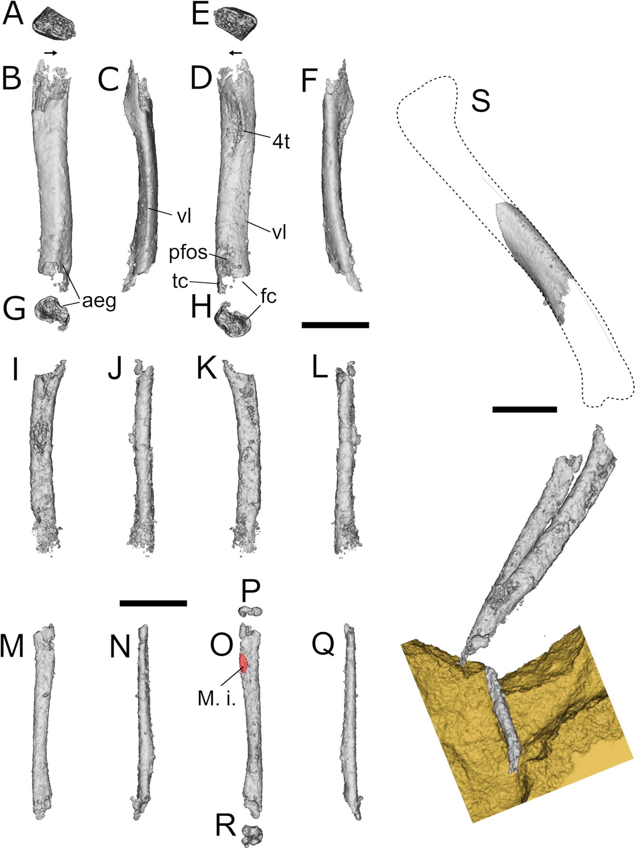 Revision of Erpetosuchus (Archosauria: Pseudosuchia) and new ...