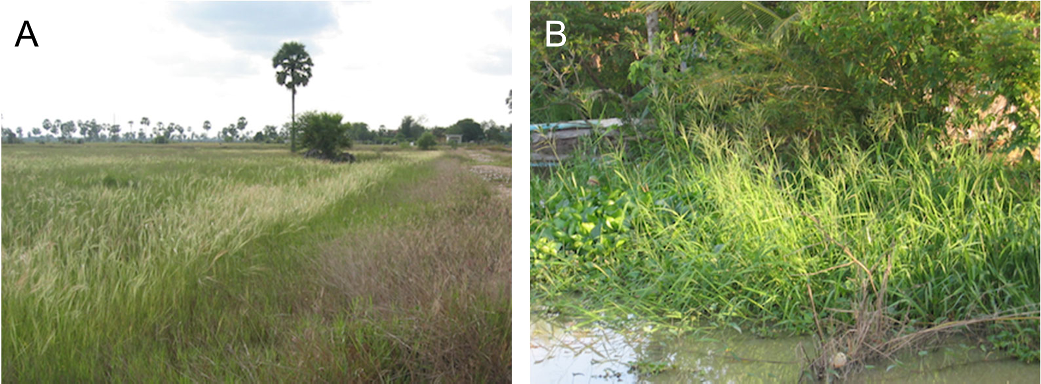 The role of wild rice (Oryza rufipogon) awns in seed dispersal | Seed ...