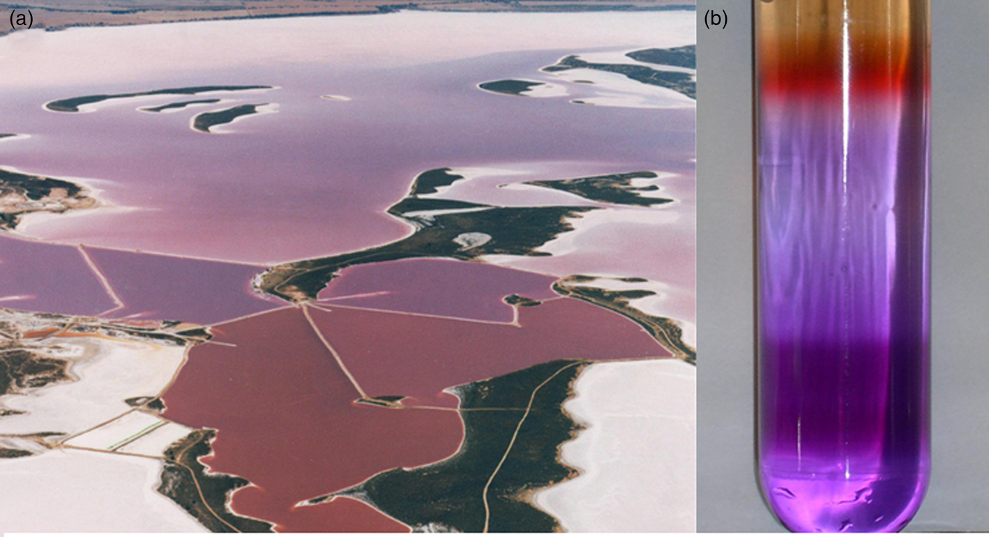 Early evolution of purple retinal pigments on Earth and implications ...