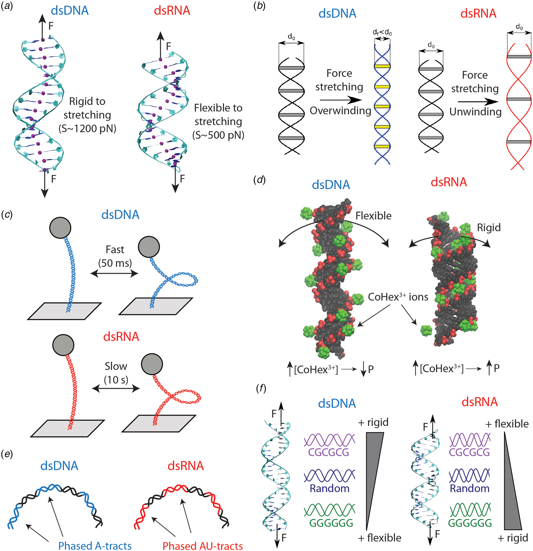A molecular view of DNA flexibility | Quarterly Reviews of Biophysics ...