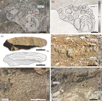 Uncommon preservation of dinosaur footprints in a tidal breccia ...