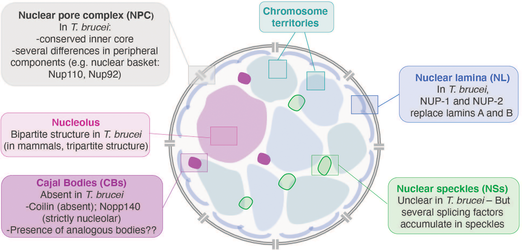 Kinetoplastid cell biology and genetics, from the 2020 British Society ...