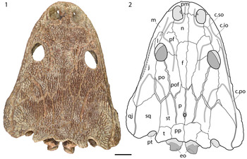 Description of the metoposaurid Anaschisma browni from the New Oxford ...