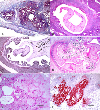 Eurytrema coelomaticum natural infection in small ruminants: a ...
