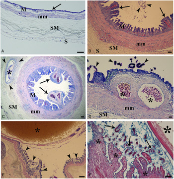 The impact of Anguillicoloides crassus (Nematoda) on European eel ...