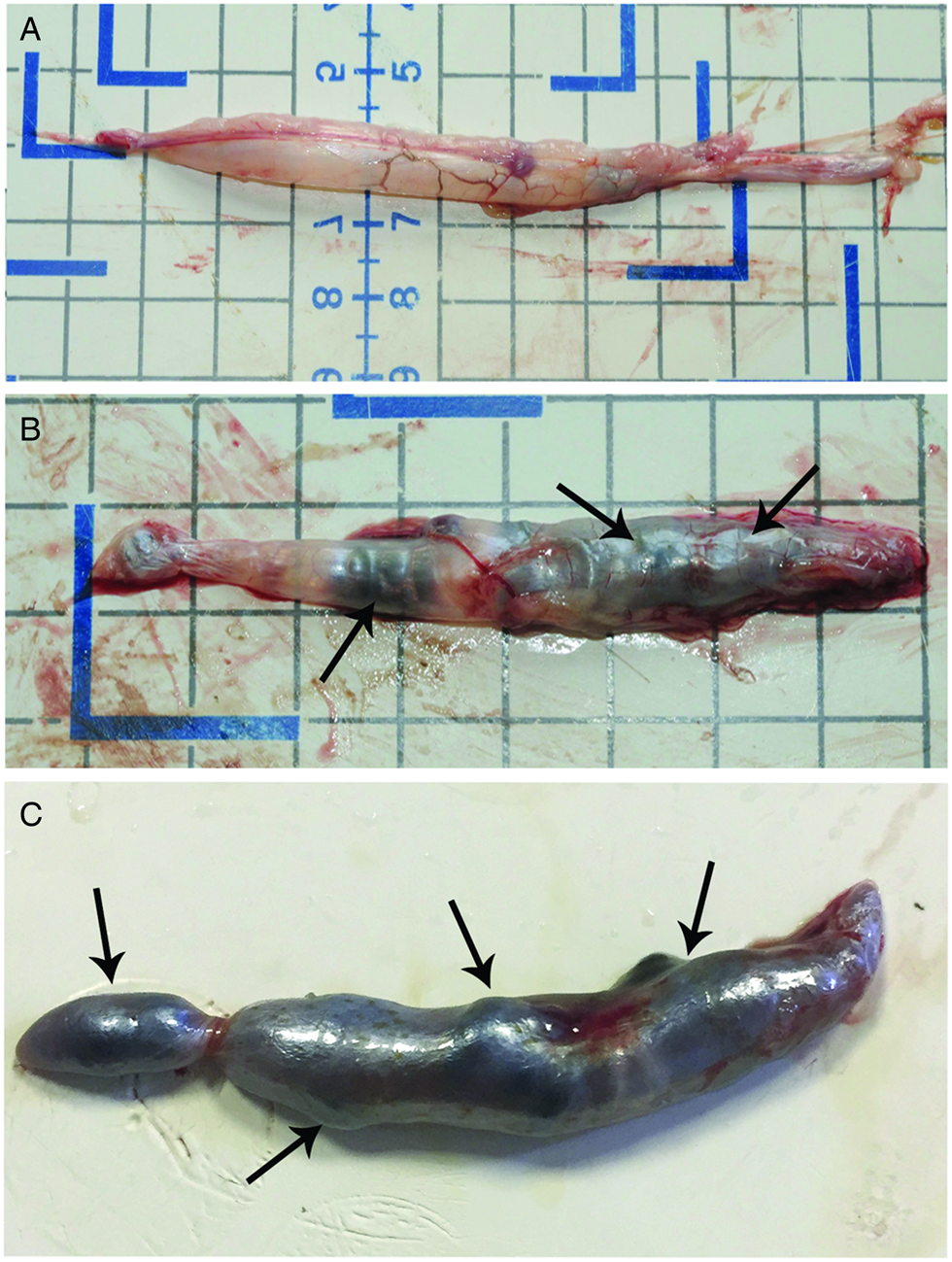 The impact of Anguillicoloides crassus (Nematoda) on European eel ...