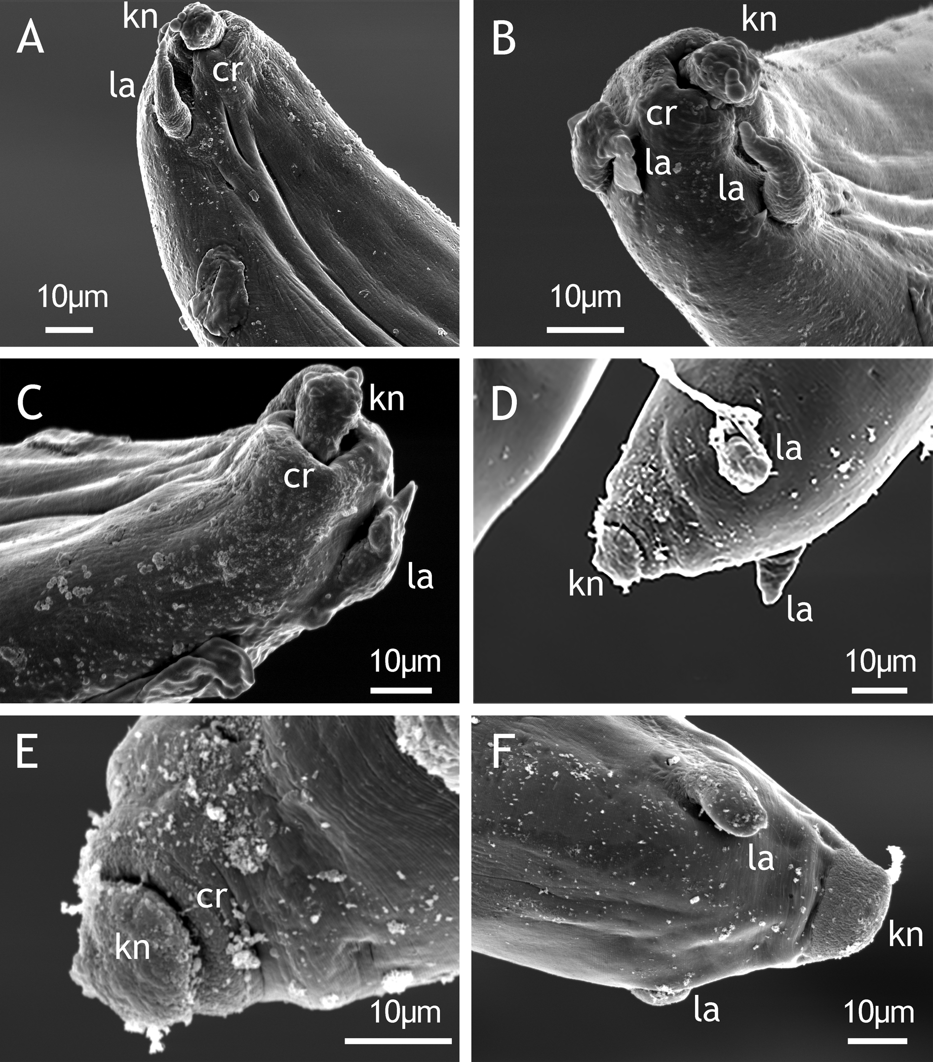 Setaria cervi (Filarioidea, Onchocercidae) undressing in ungulates ...