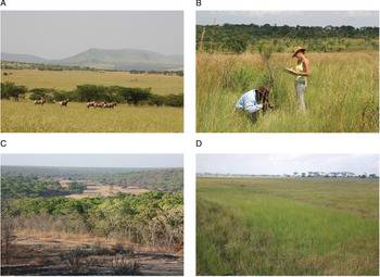 Savanna Biome Plants With Names The Savanna Garden: Grassy Vegetation
