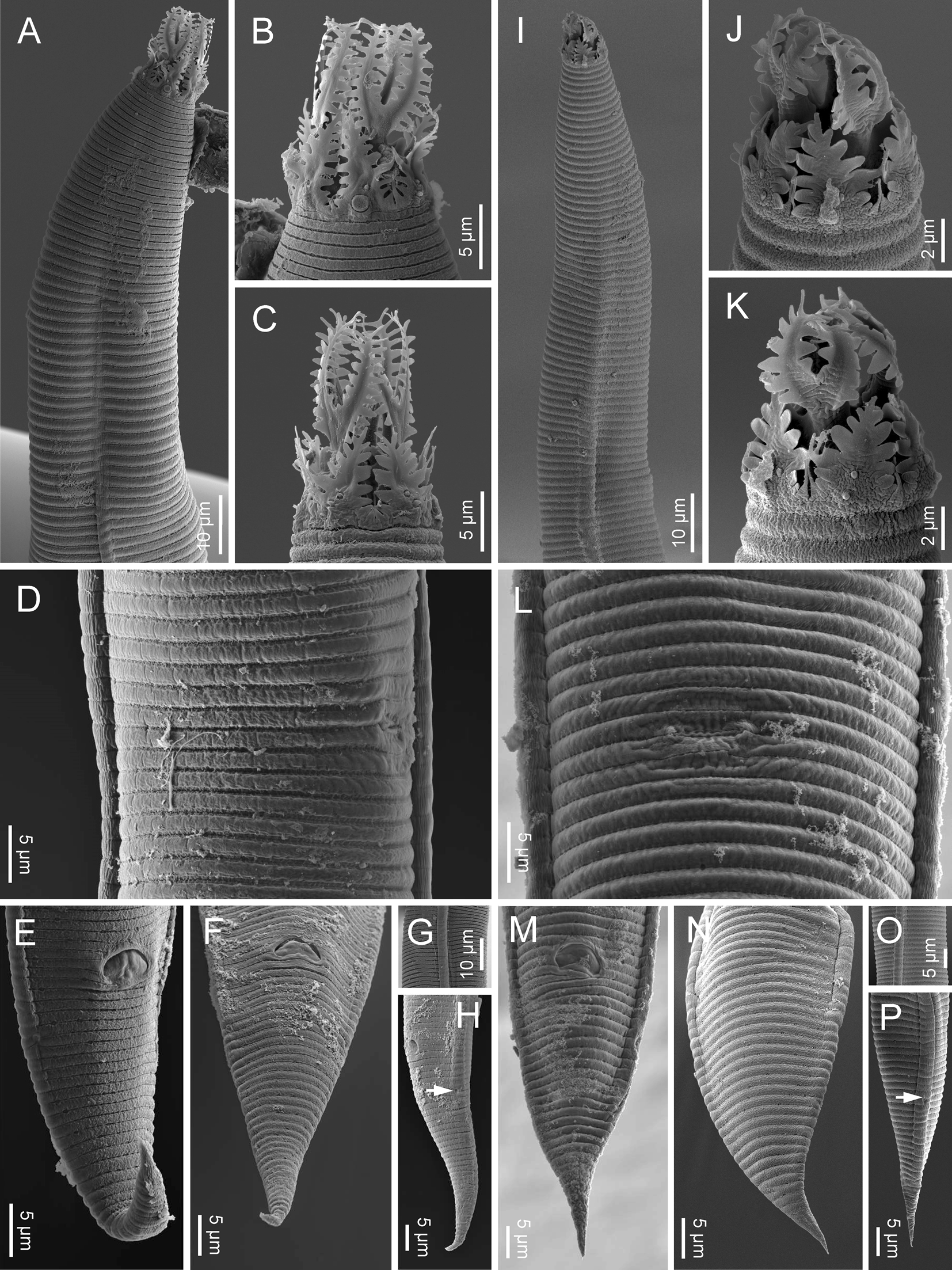 Comparative study of four known species of the genus Acrobeles von ...