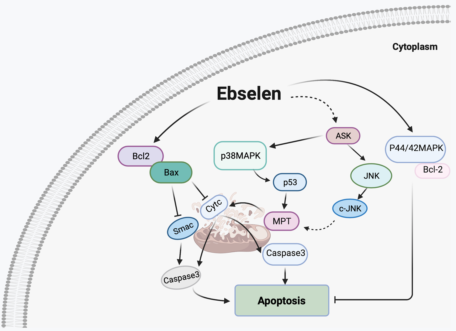 Ebselen, a multi-target compound: its effects on biological processes ...