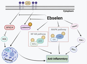Ebselen, a multi-target compound: its effects on biological processes ...