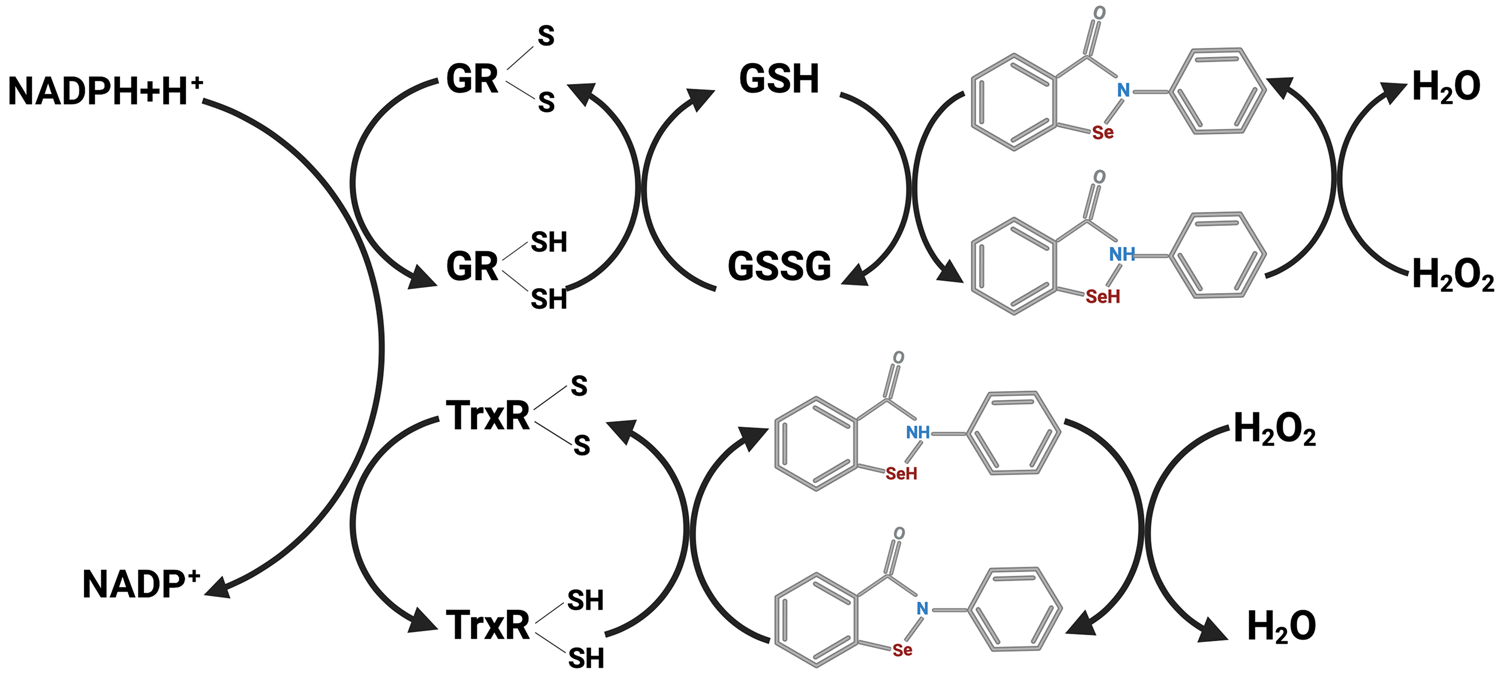 Ebselen, a multi-target compound: its effects on biological processes ...