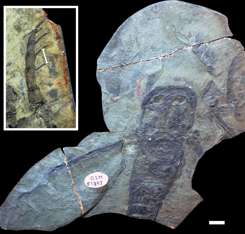 Discerning the diets of sweep-feeding eurypterids: assessing the ...