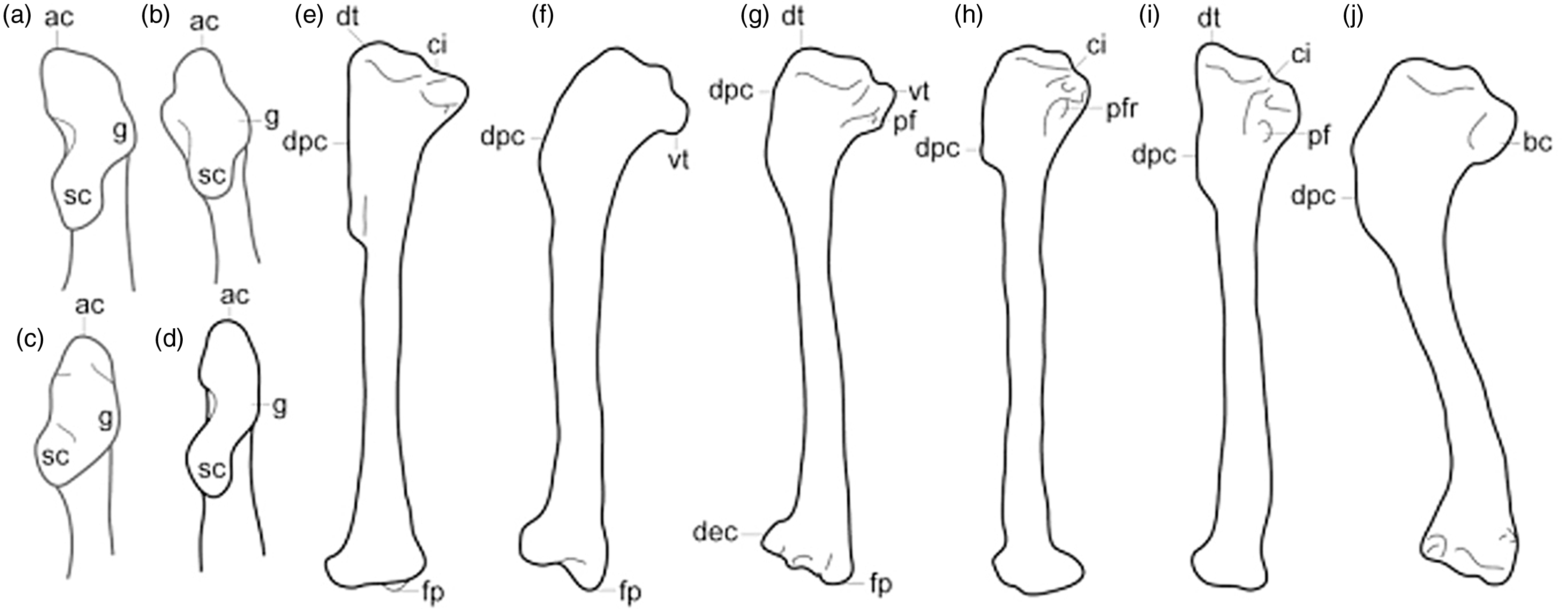 A new, remarkably preserved, enantiornithine bird from the Upper ...