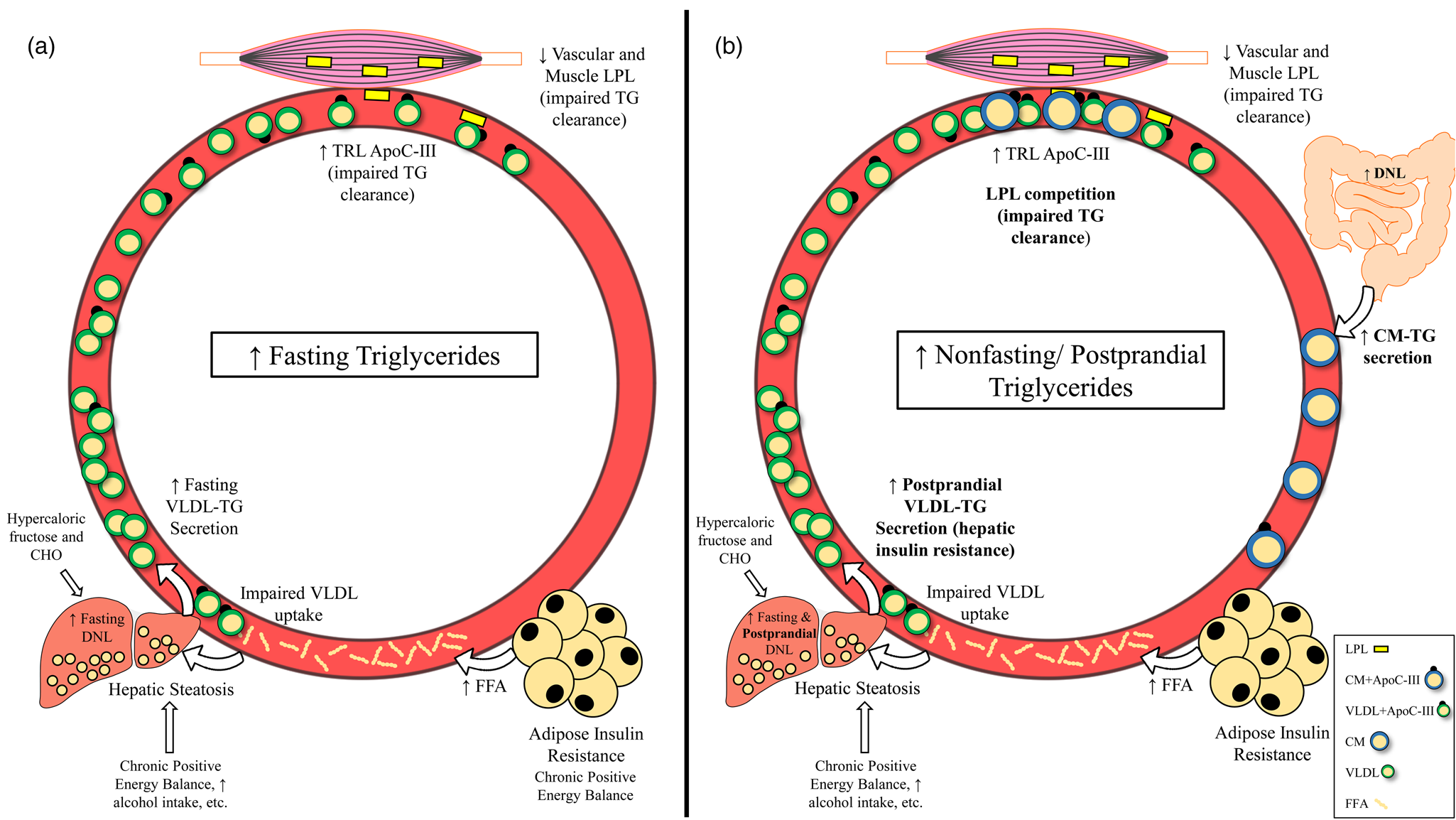 Fasting, non-fasting and postprandial triglycerides for screening ...