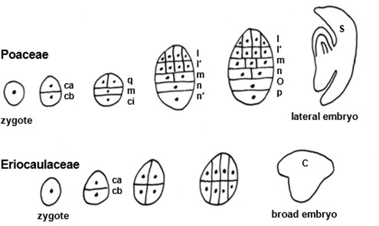 Relationship of the lateral embryo (in grasses) to other monocot ...