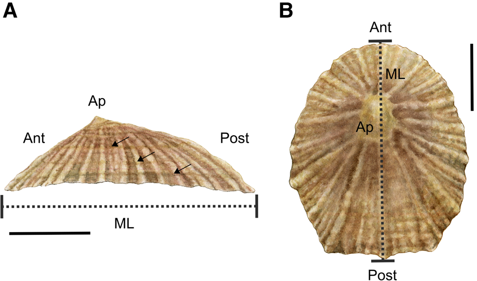 Shell growth and age determined from annual lines in the southern warm ...