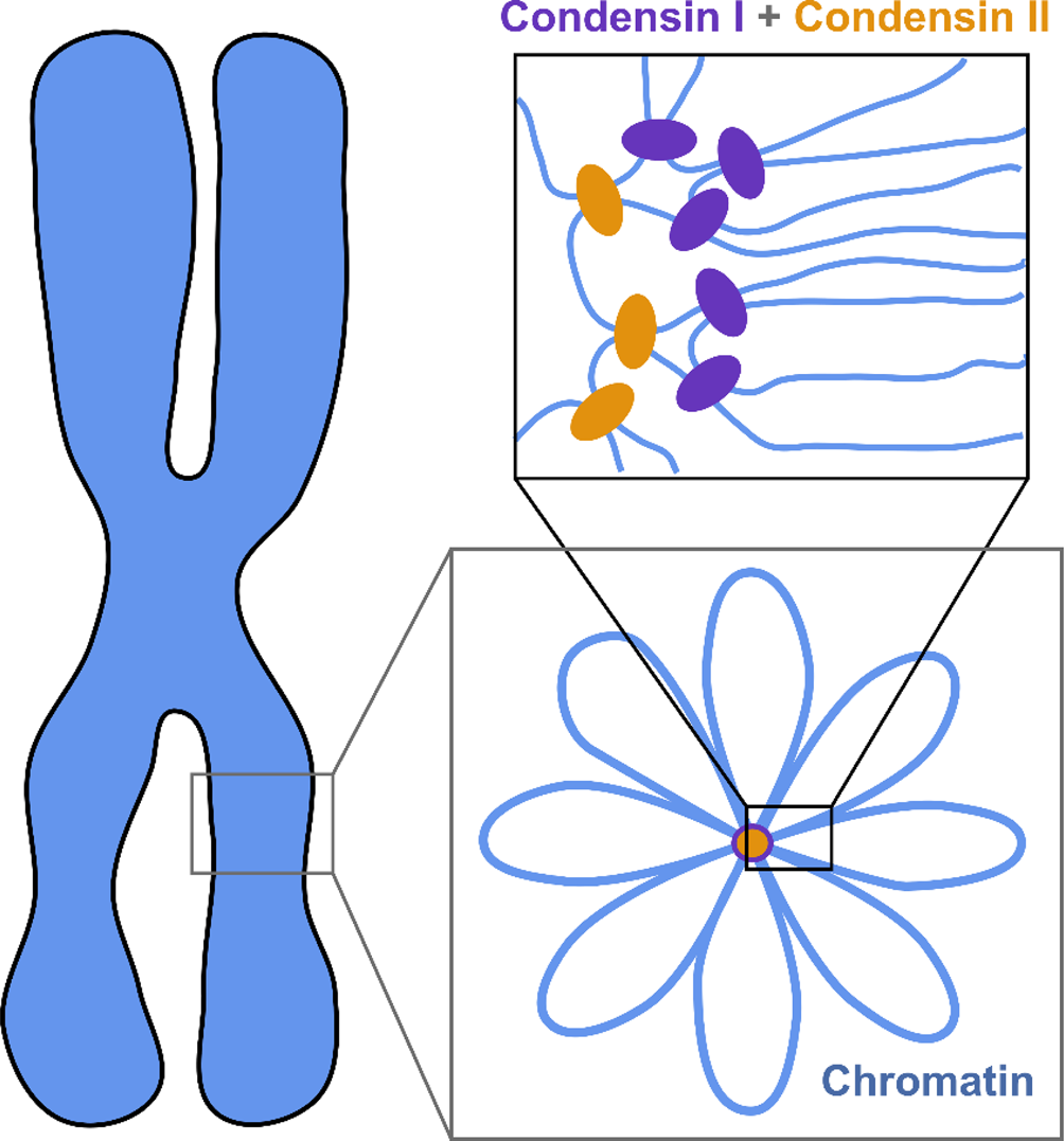 The mechanics of mitotic chromosomes | Quarterly Reviews of Biophysics ...