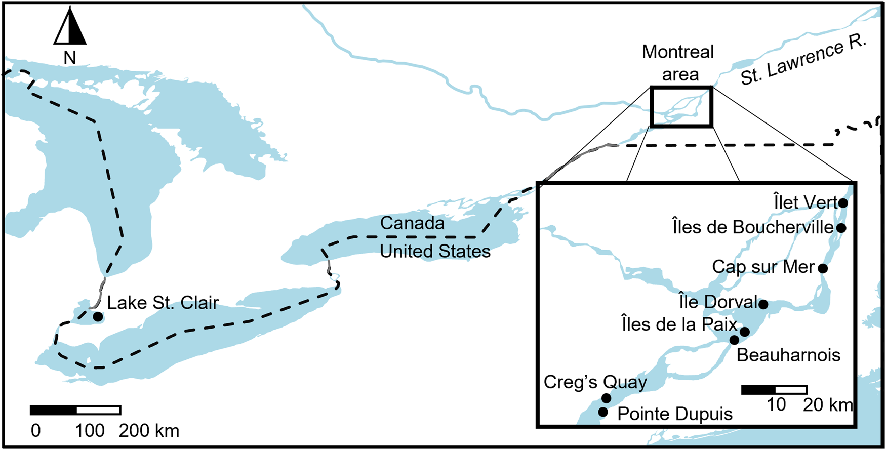 Infection of Diplostomum spp. in invasive round gobies in the St ...