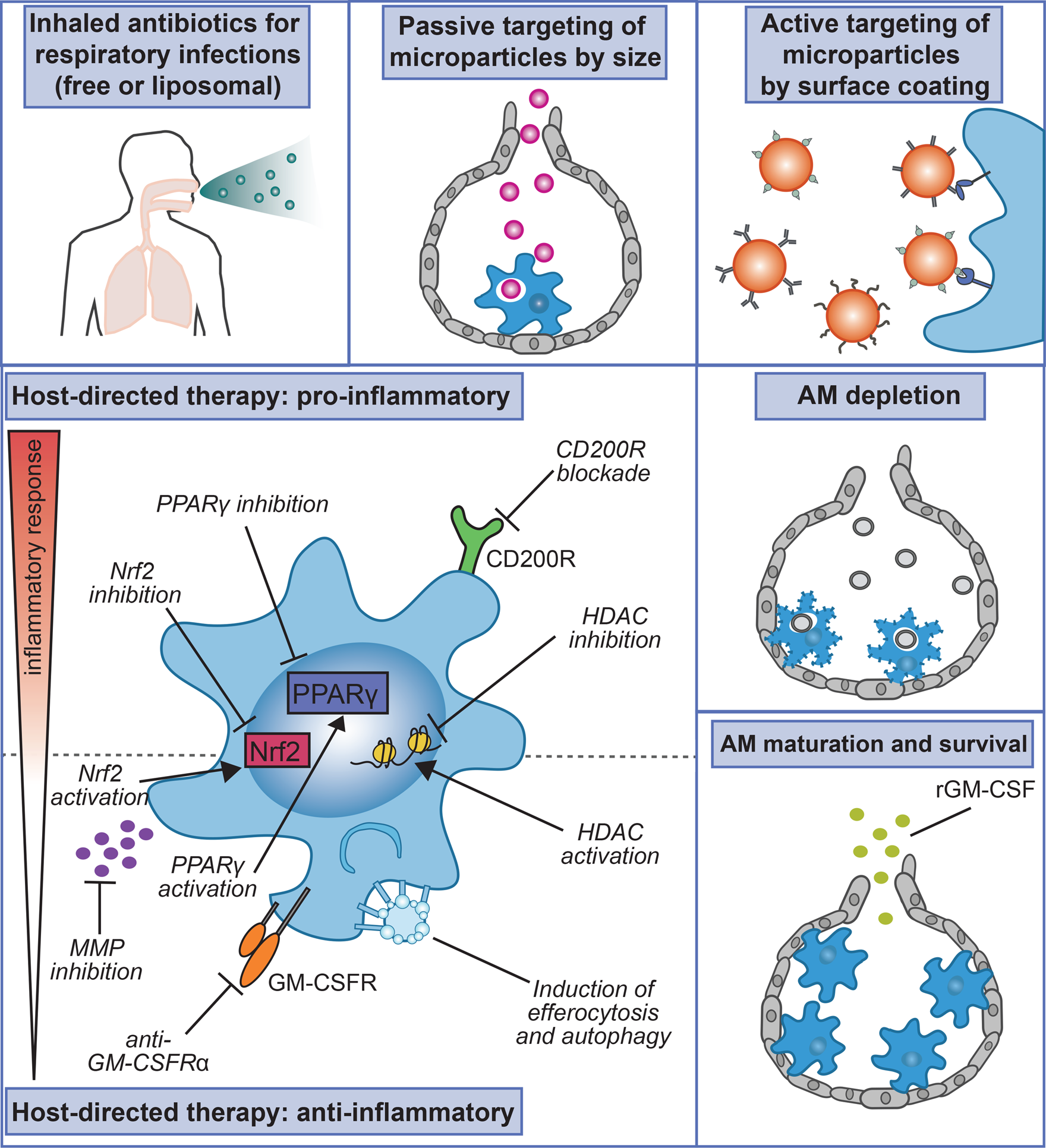 Alveolar macrophages: novel therapeutic targets for respiratory diseases | Expert Reviews in ...