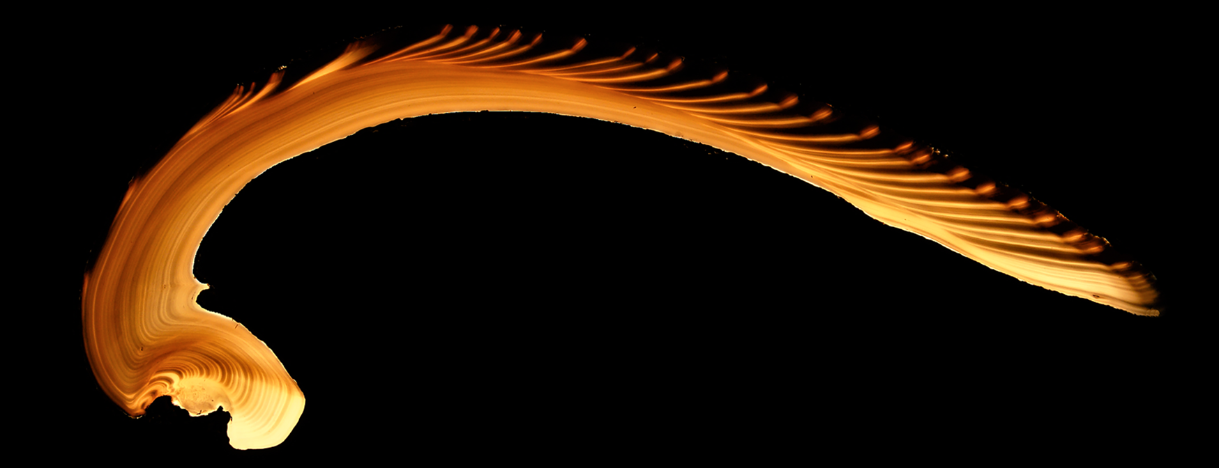 Fossil bivalves and the sclerochronological reawakening | Paleobiology ...