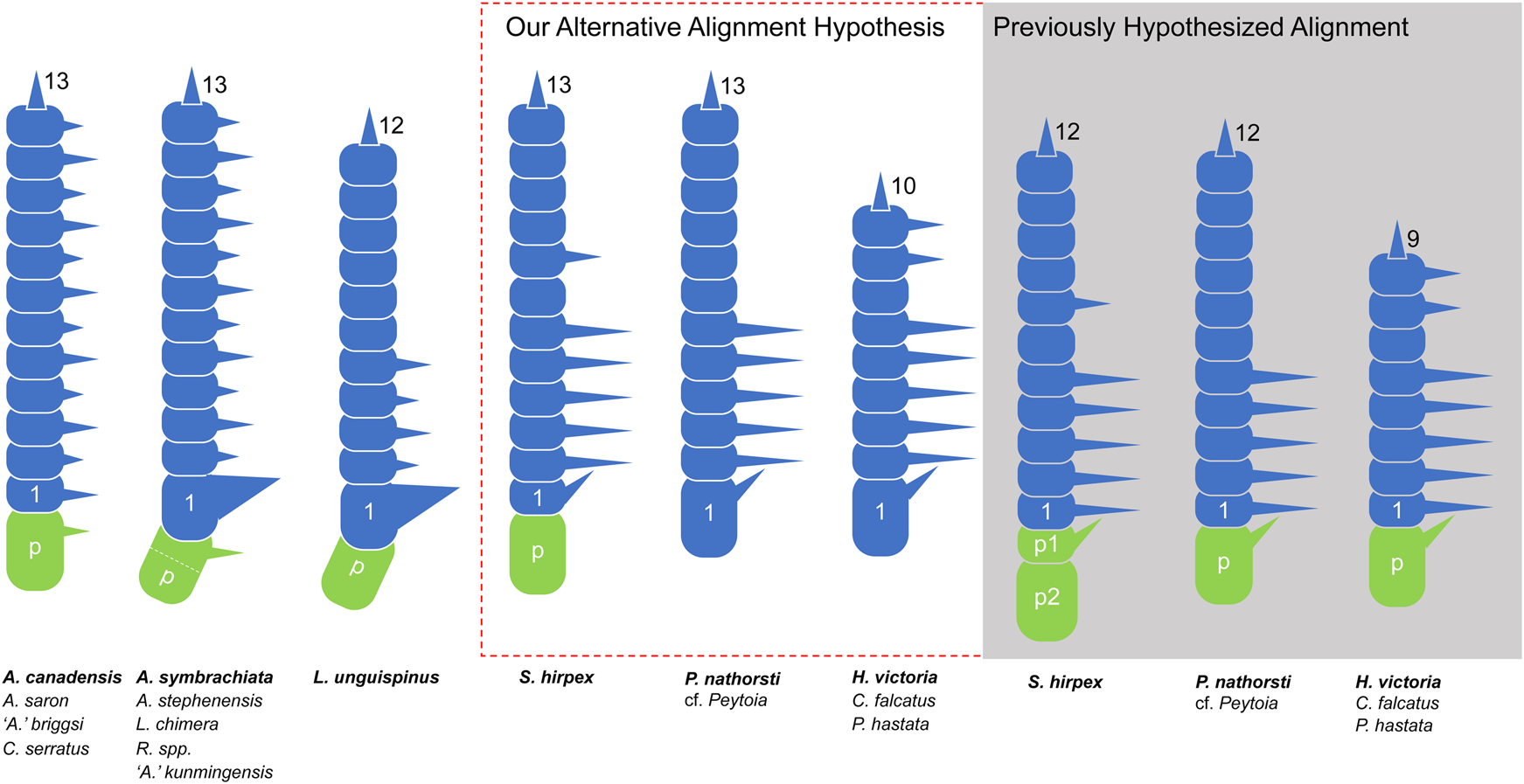 Exceptional multifunctionality in the feeding apparatus of a mid ...
