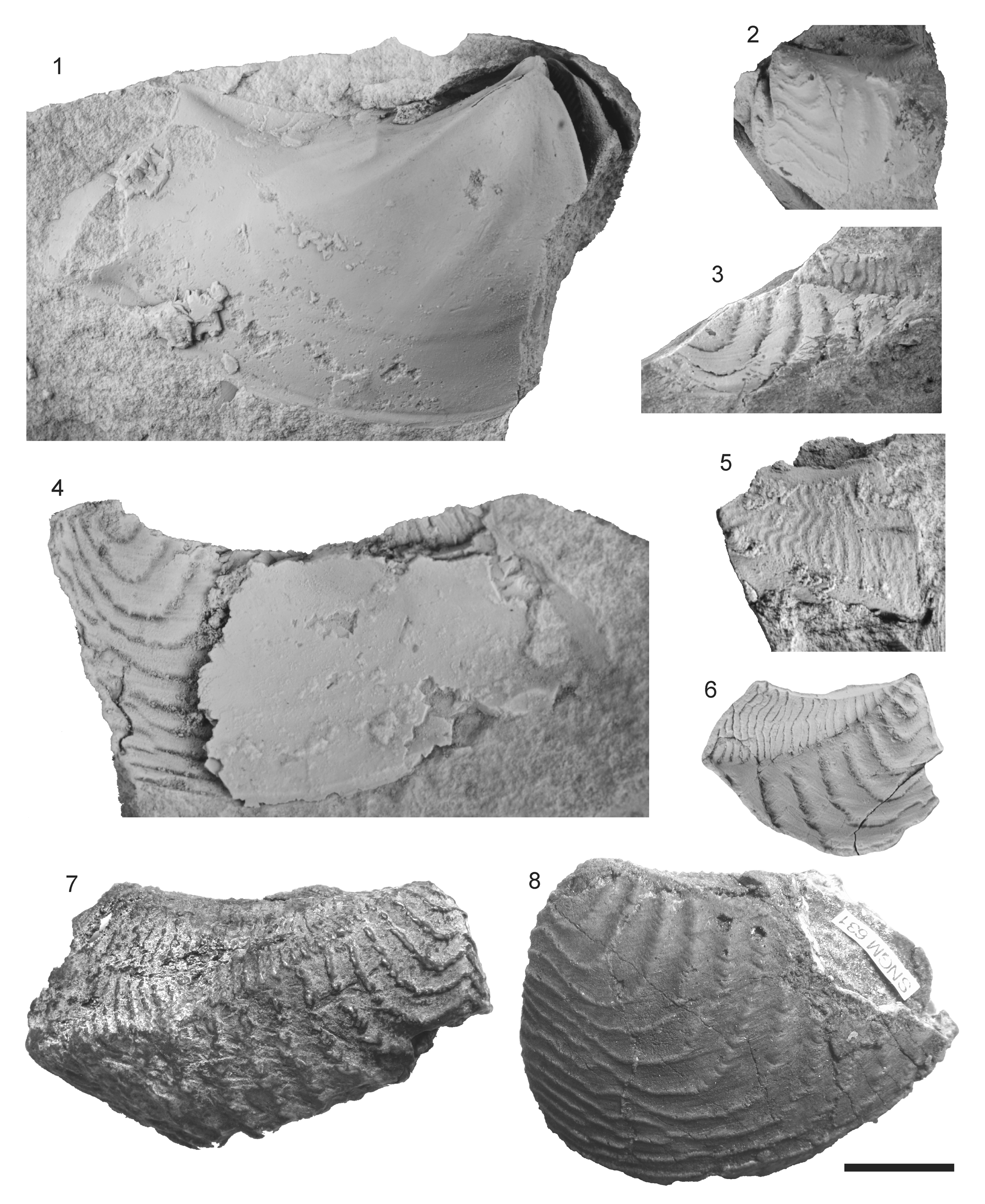 Early Jurassic Trigoniida (Bivalvia) from Argentina | Journal of ...